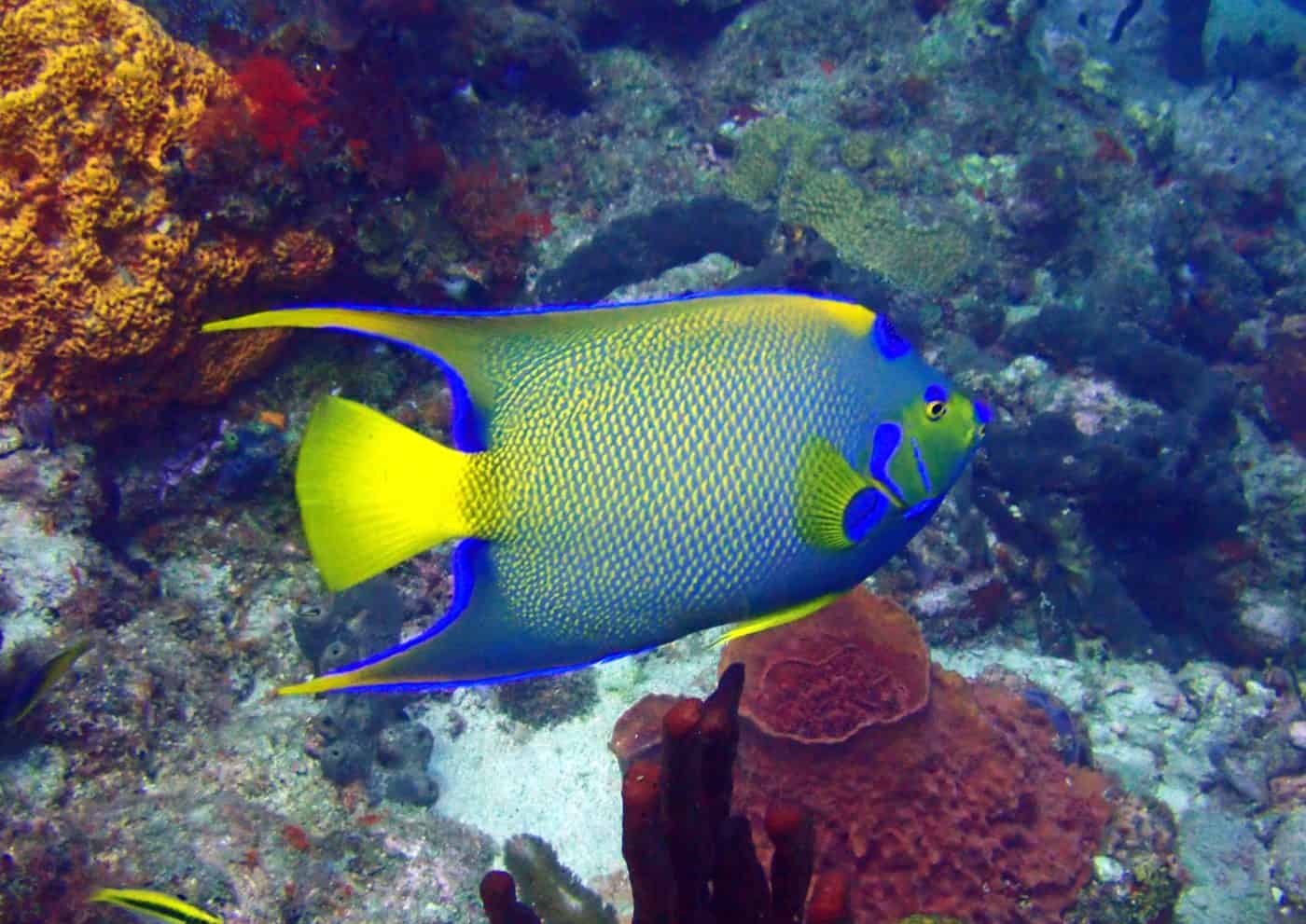 Les 10 Plus Belles Plages de Guadeloupe en 2024