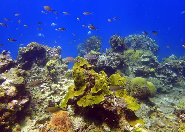 Comment Visiter l'Ilet Gosier en 2026 ? Que Faire